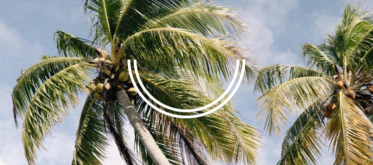 Printed Beach Classics - Halter Neck Bikini Top for Women | Roxy